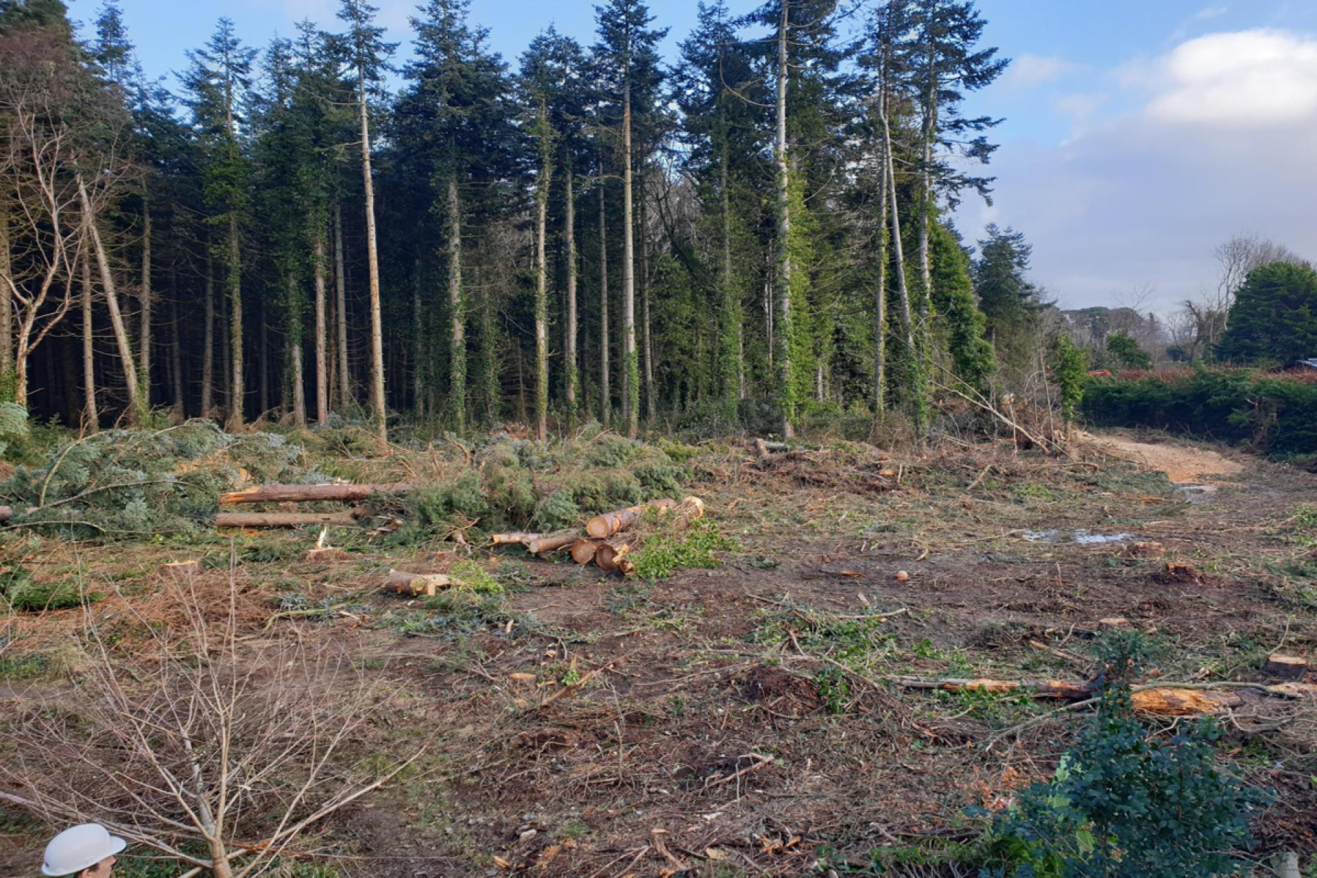 Shimna River, Newcastle Flood Alleviation Scheme - Tree Clearance ...